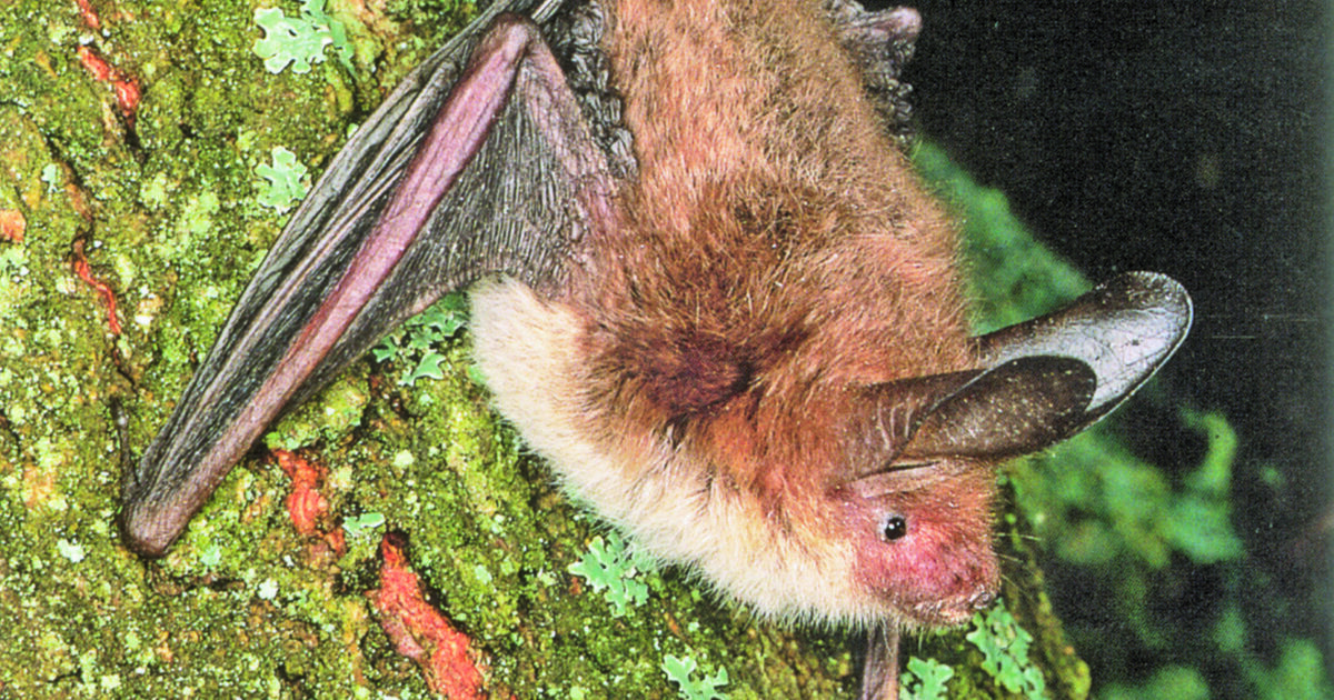 Vincent Wildlife Trust | Wright, P.G.R. et al. (2018).…