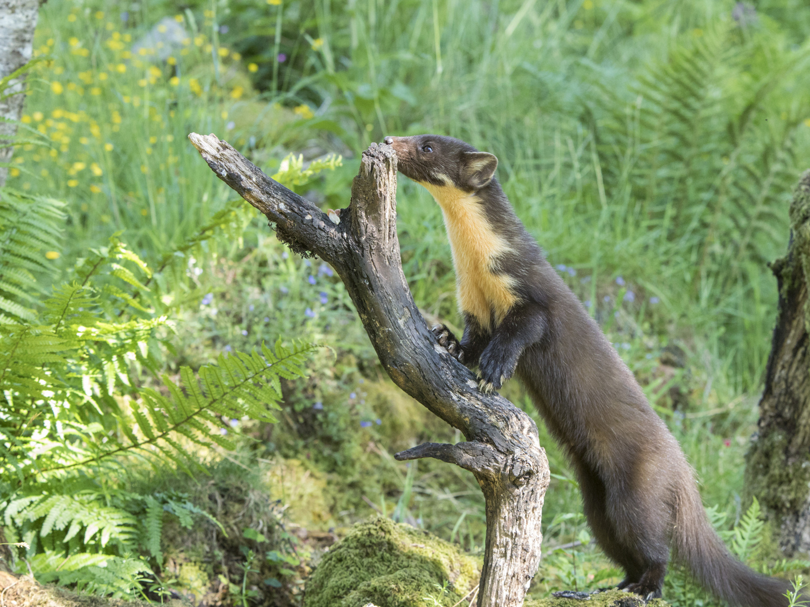 Vincent Wildlife Trust | Croose, E. et al (2019) Comparing…