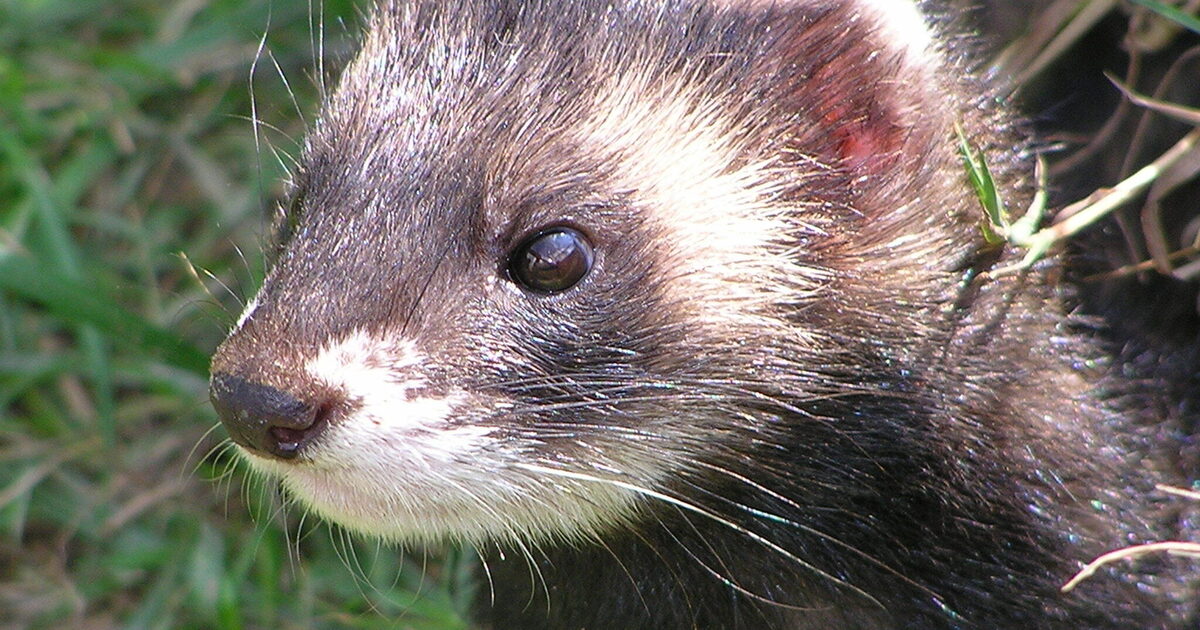 Vincent Wildlife Trust | Sainsbury, K. et al. (2020). Diets…
