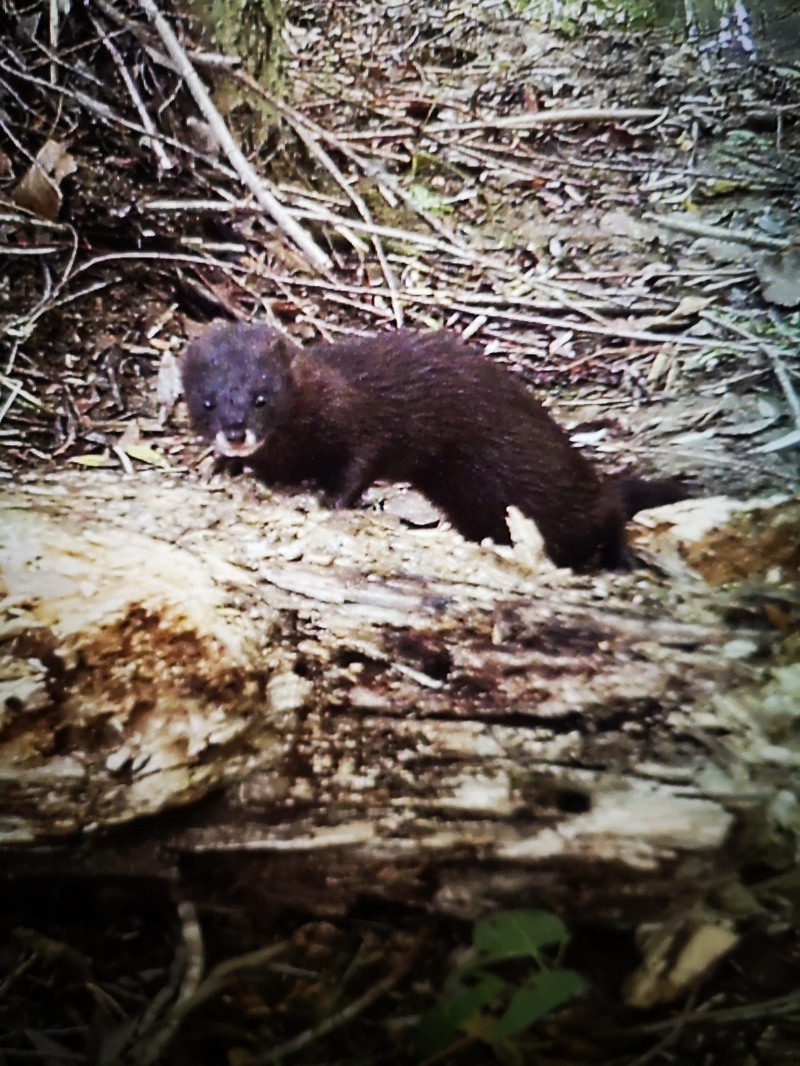 Vincent Wildlife Trust | European Mink