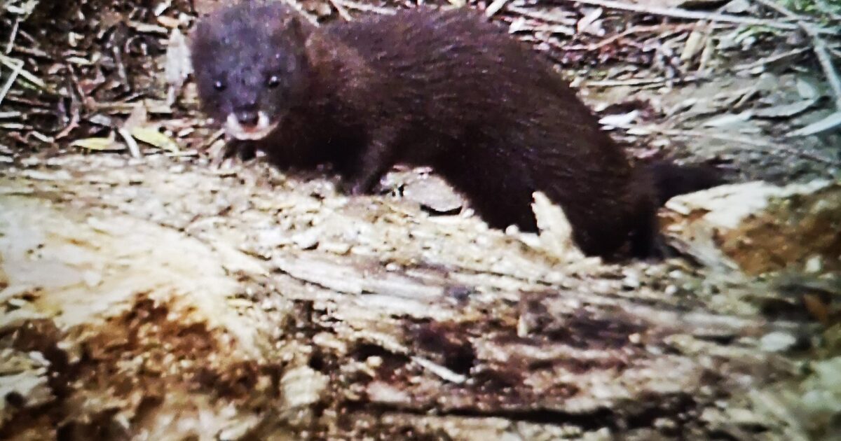 Vincent Wildlife Trust | Croose, E., et al. (2023) Mink on…