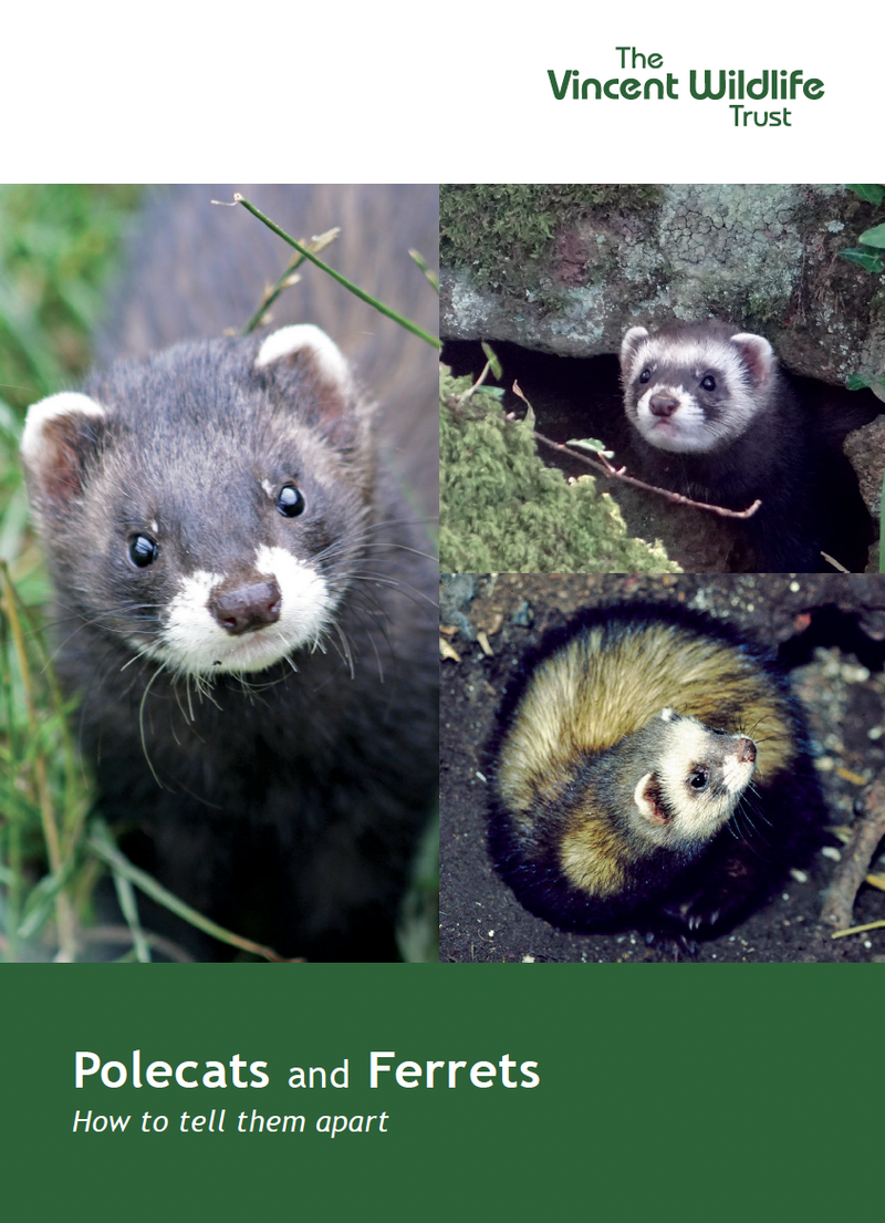 Vincent Wildlife Trust | Polecat