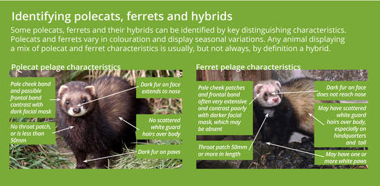 Vincent Wildlife Trust | Polecat