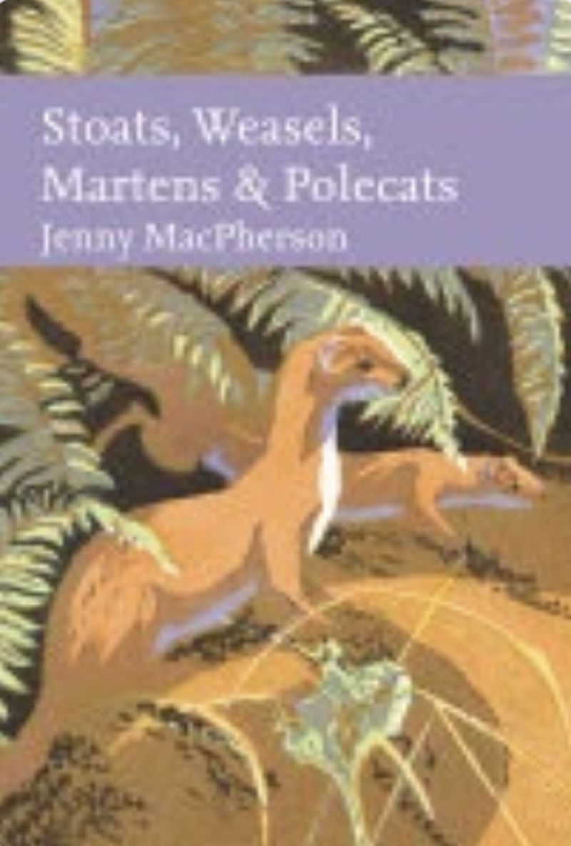 Vincent Wildlife Trust | Polecat