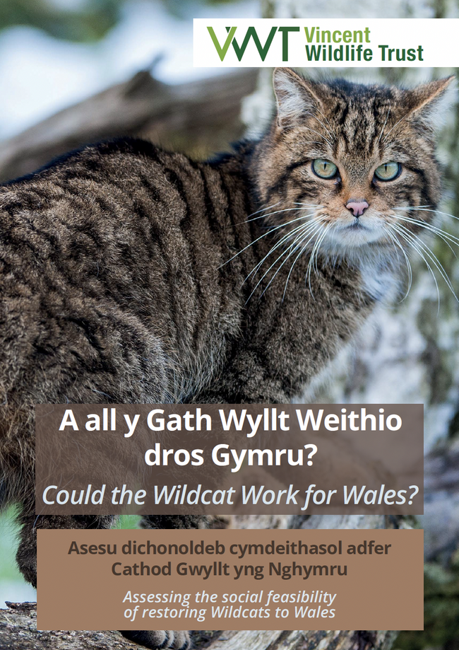 Vincent Wildlife Trust | Wildcat Project