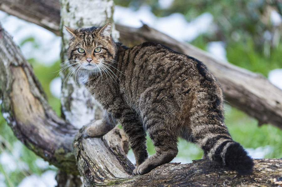 Vincent Wildlife Trust | Wildcat