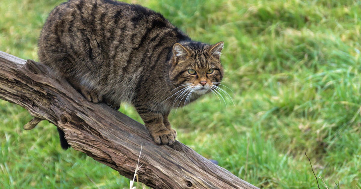 Vincent Wildlife Trust | Wildcat Project