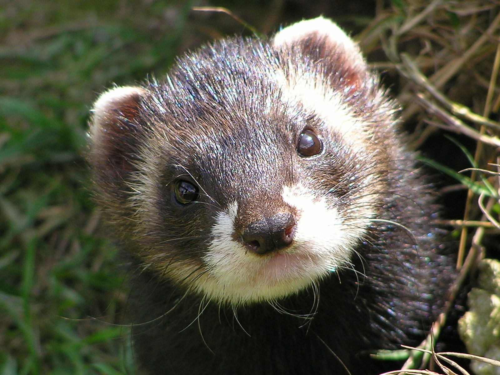 Vincent Wildlife Trust | Polecat