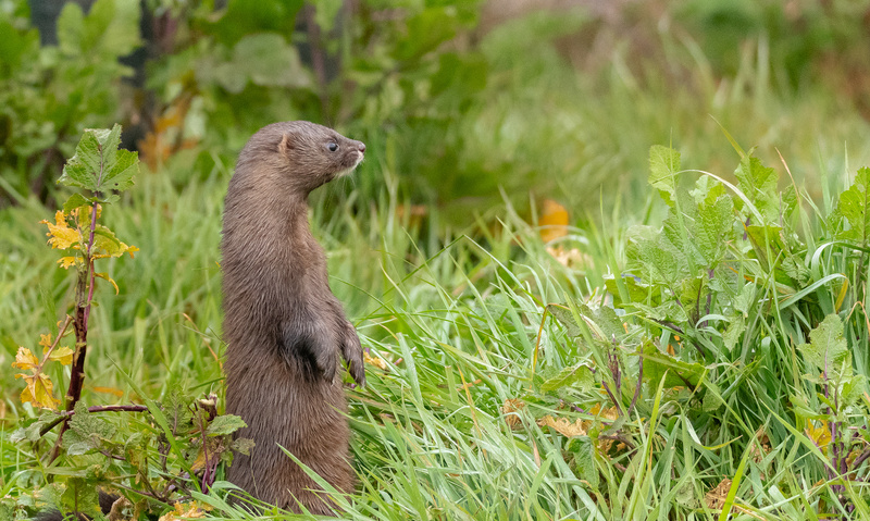 Vincent Wildlife Trust | European Mink