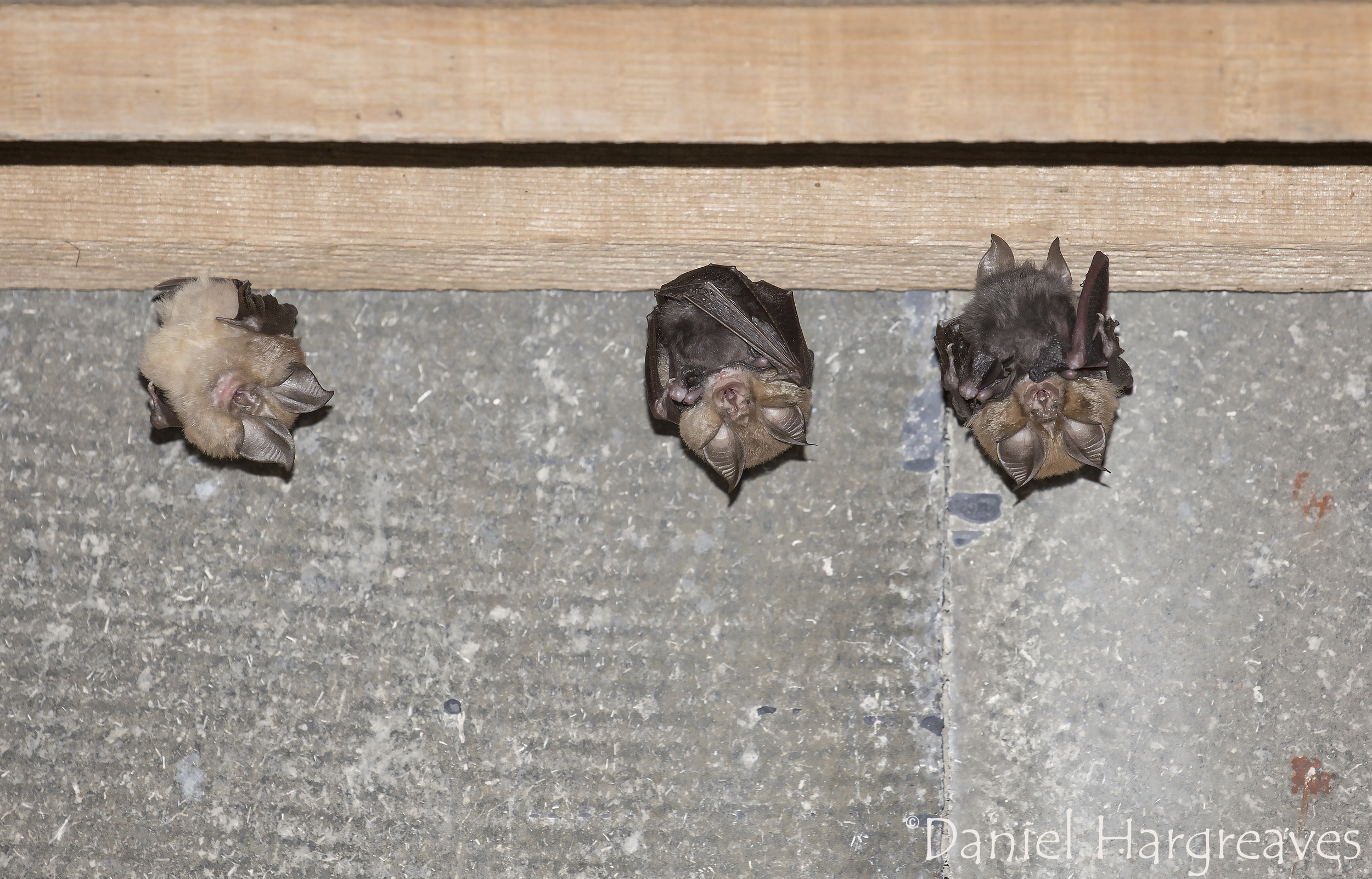 Vincent Wildlife Trust | Lesser Horseshoe Bat Species…