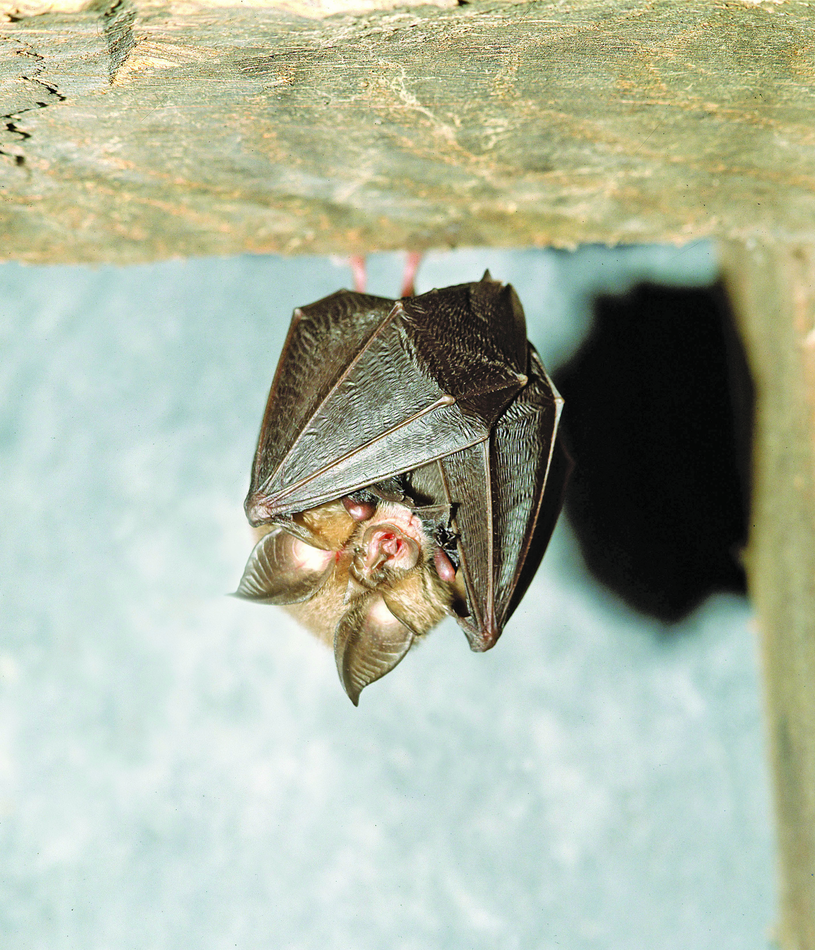 Vincent Wildlife Trust | Lesser Horseshoe Bat Species…