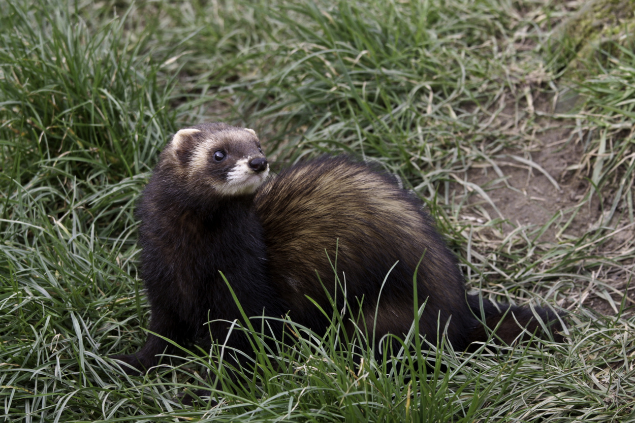 Vincent Wildlife Trust | Polecat
