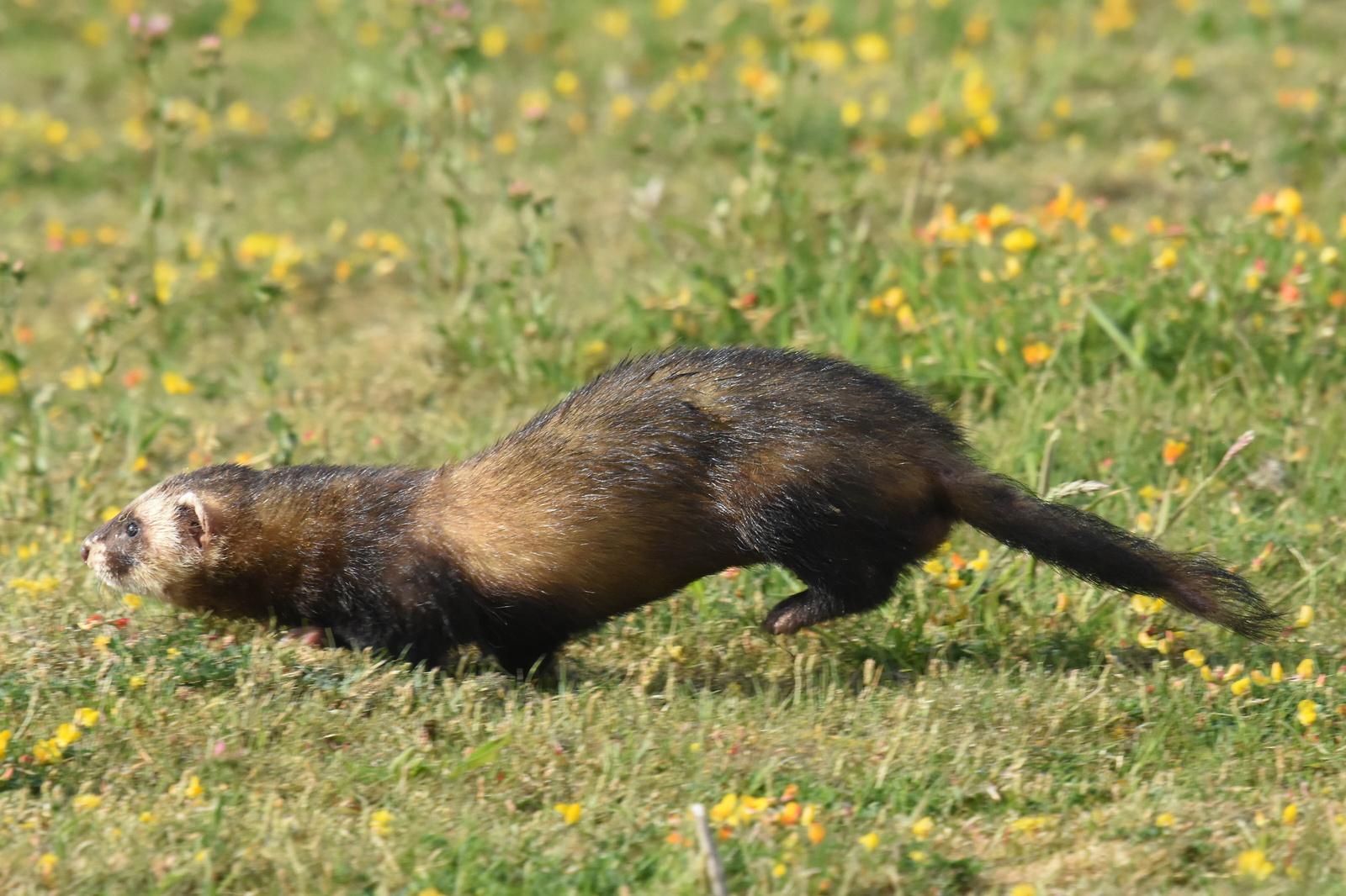 Vincent Wildlife Trust | Polecat