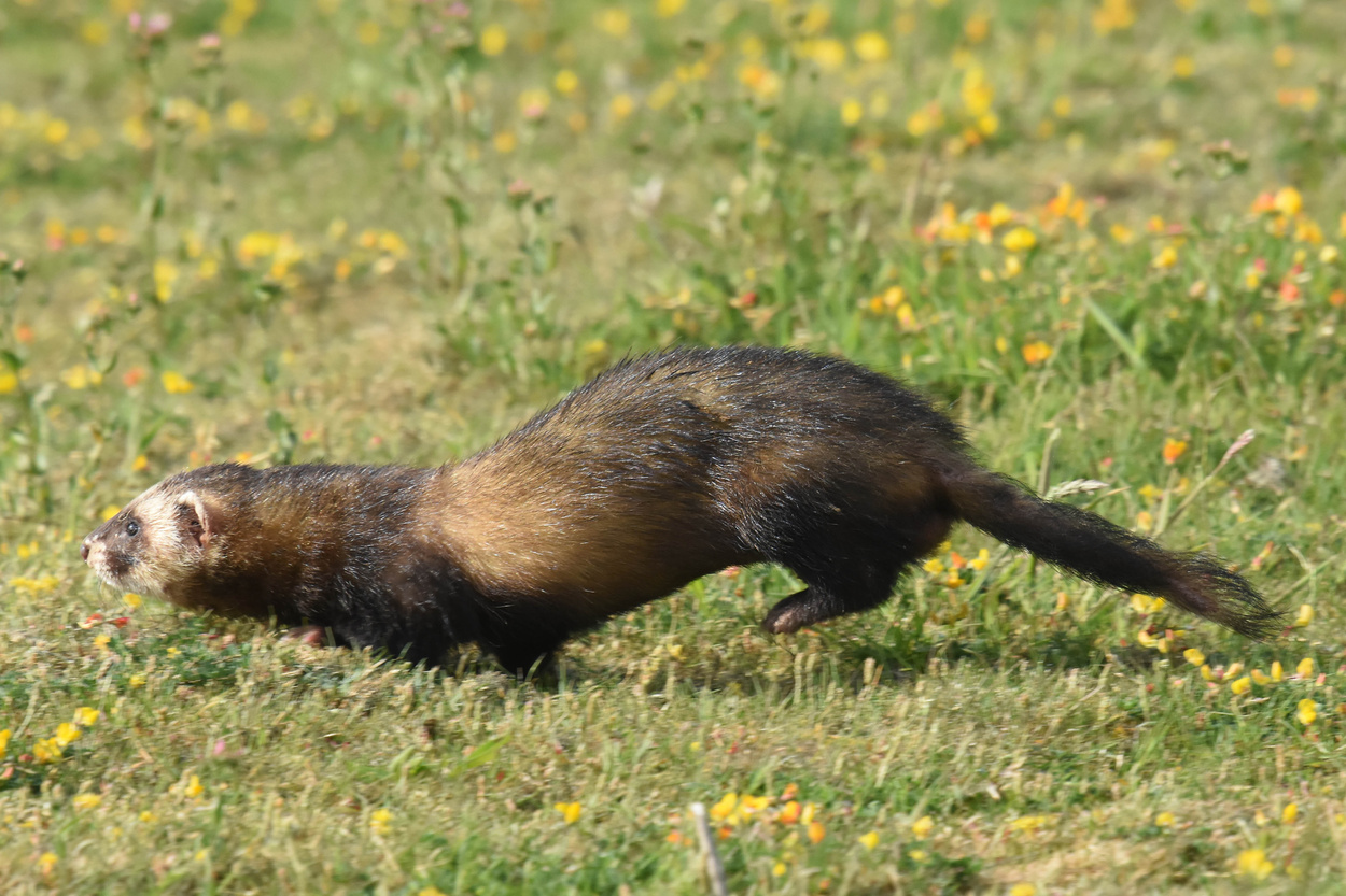 Vincent Wildlife Trust | Polecat