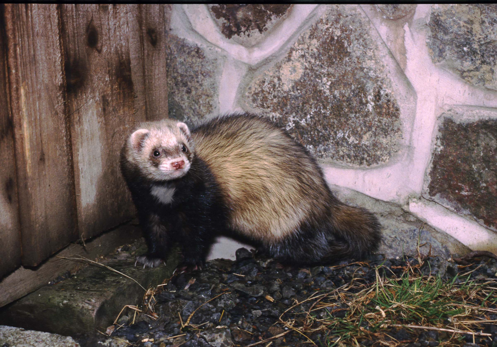 Vincent Wildlife Trust | Davison, A. et al. (1999).…