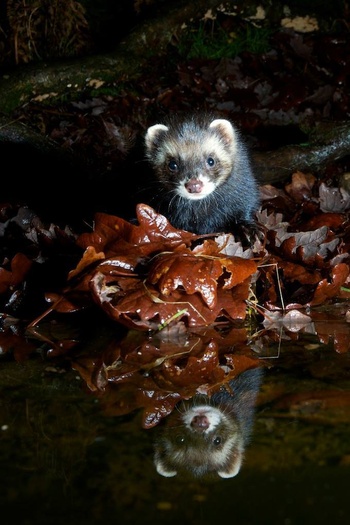 Vincent Wildlife Trust | Polecat