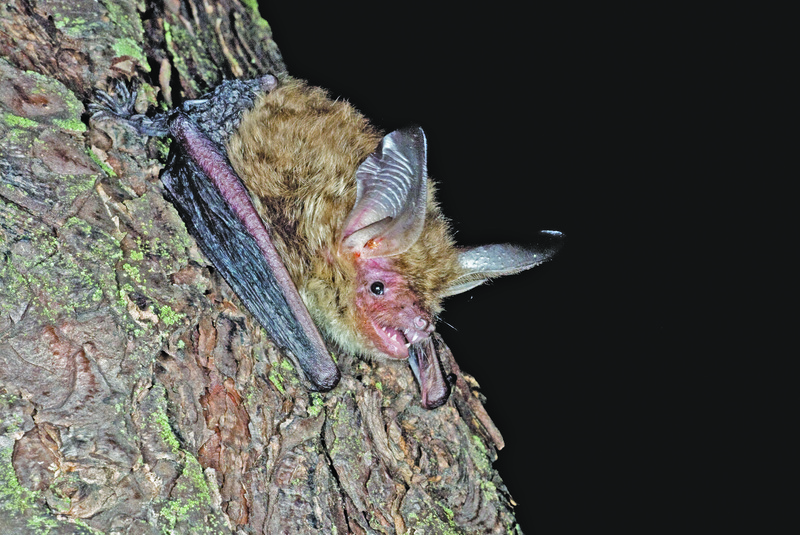Vincent Wildlife Trust | Bechstein’s Bat