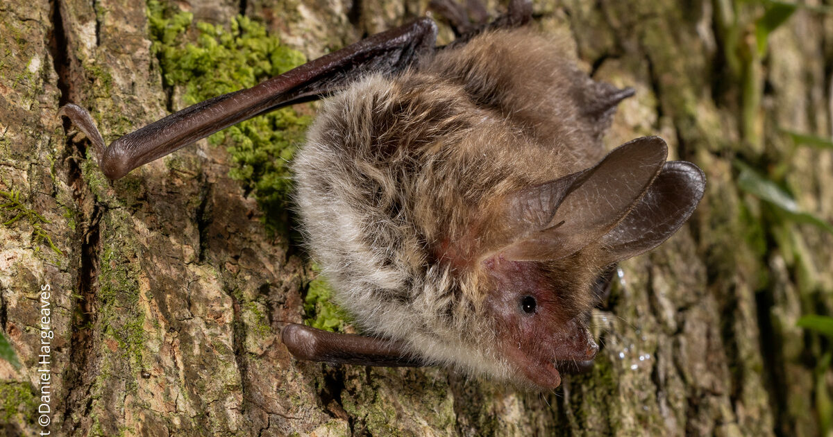 Vincent Wildlife Trust | Wright, P.G.R. et al. (2021)…