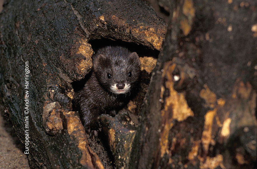 Vincent Wildlife Trust | European Mink