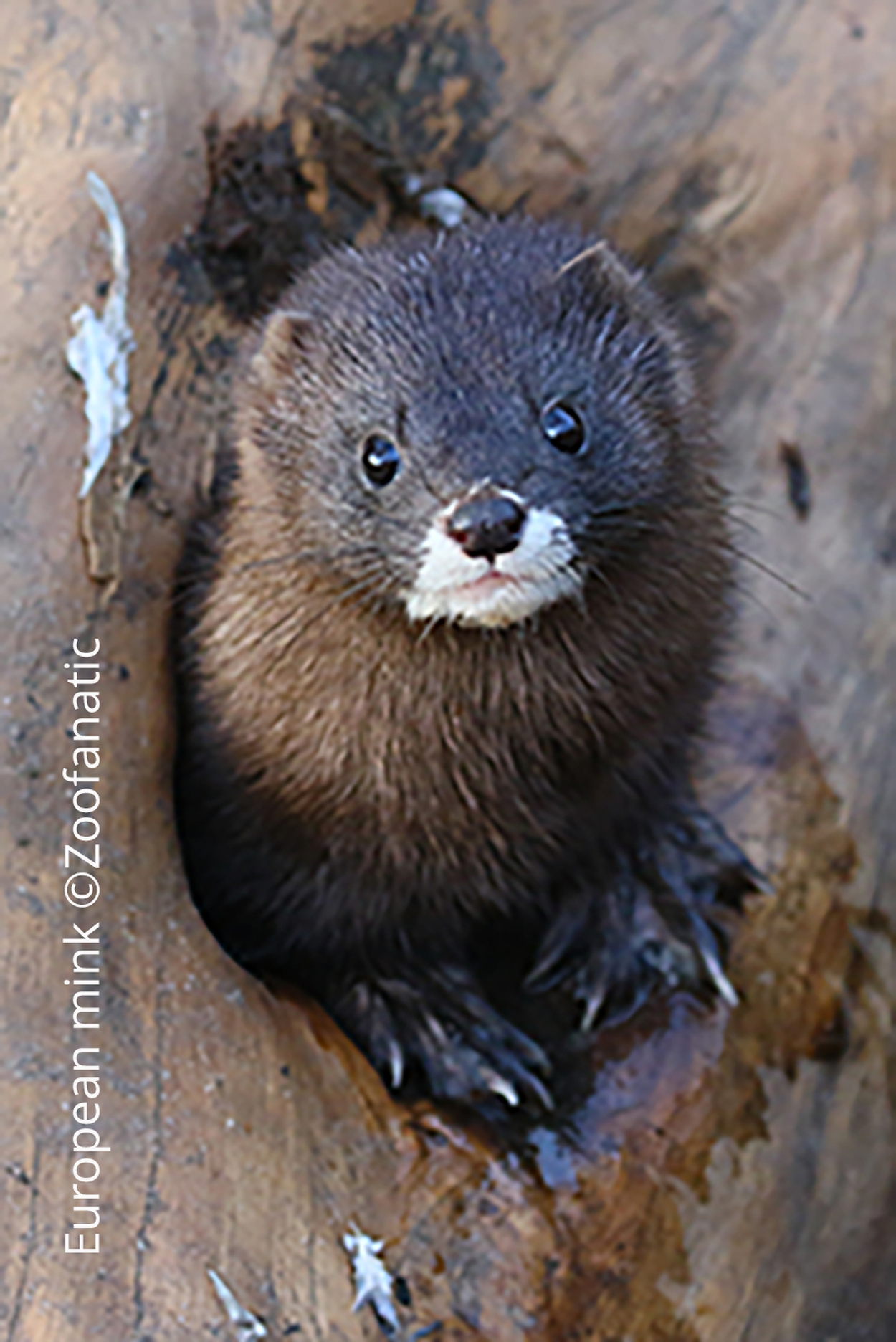 Vincent Wildlife Trust | European Mink