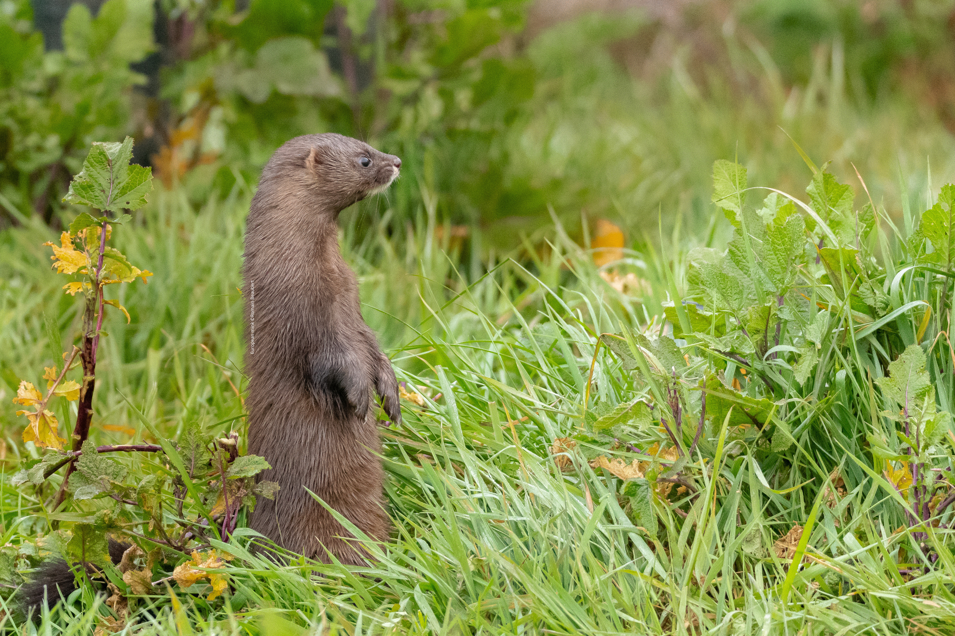Vincent Wildlife Trust | European Mink