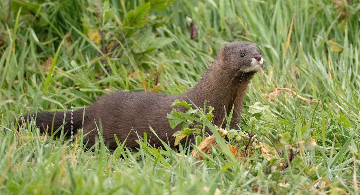 Vincent Wildlife Trust | European Mink