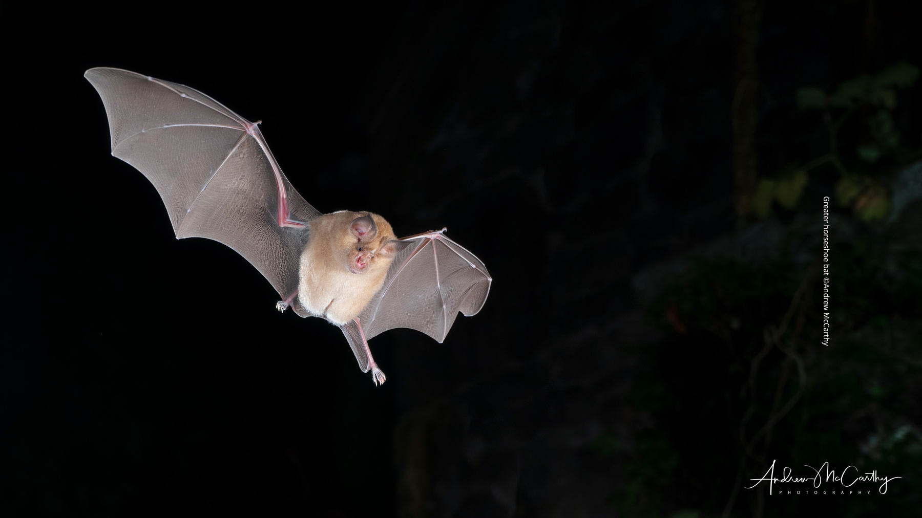 Vincent Wildlife Trust | Greater Horseshoe Bat
