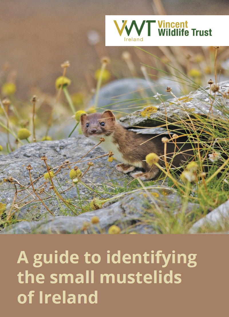 Vincent Wildlife Trust | Irish Stoat