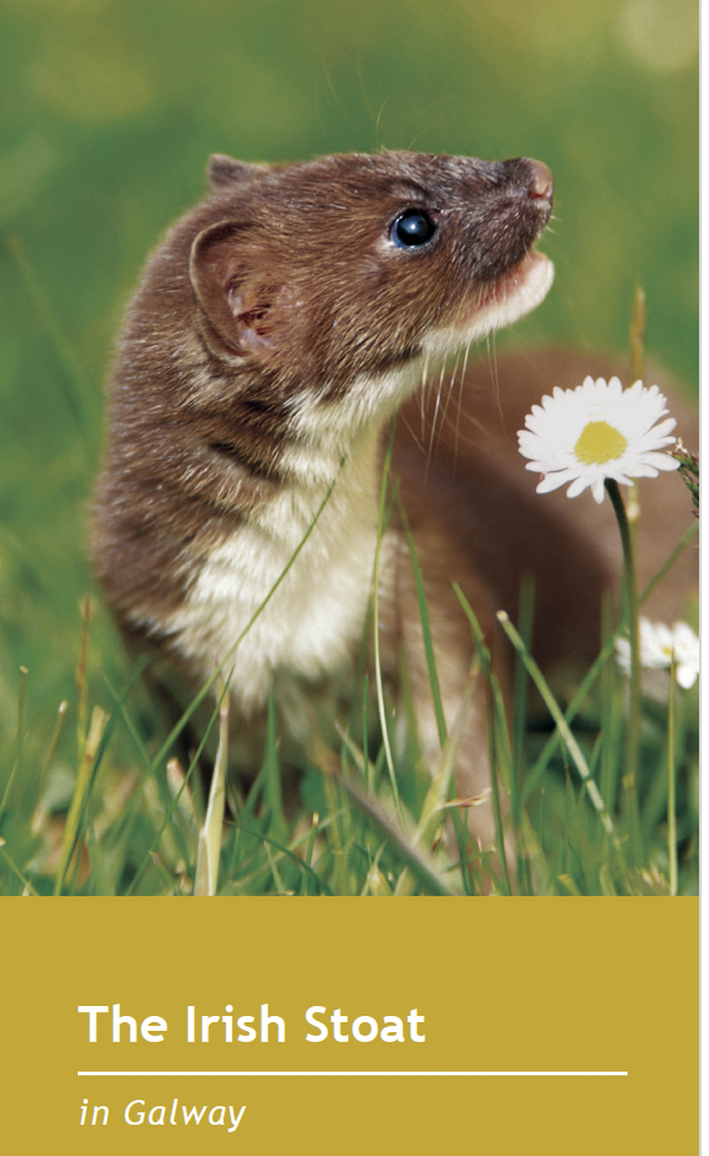 Vincent Wildlife Trust | Irish Stoat