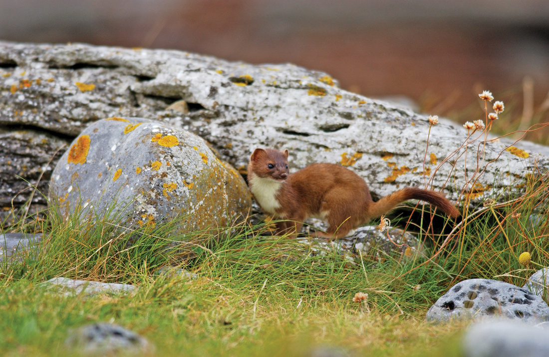Vincent Wildlife Trust | Irish Stoat
