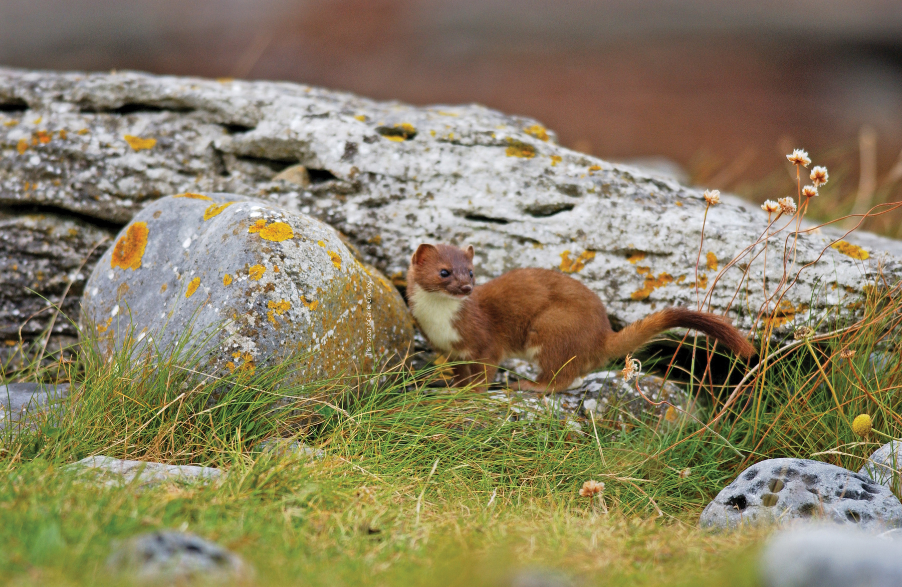 Vincent Wildlife Trust | Irish Stoat