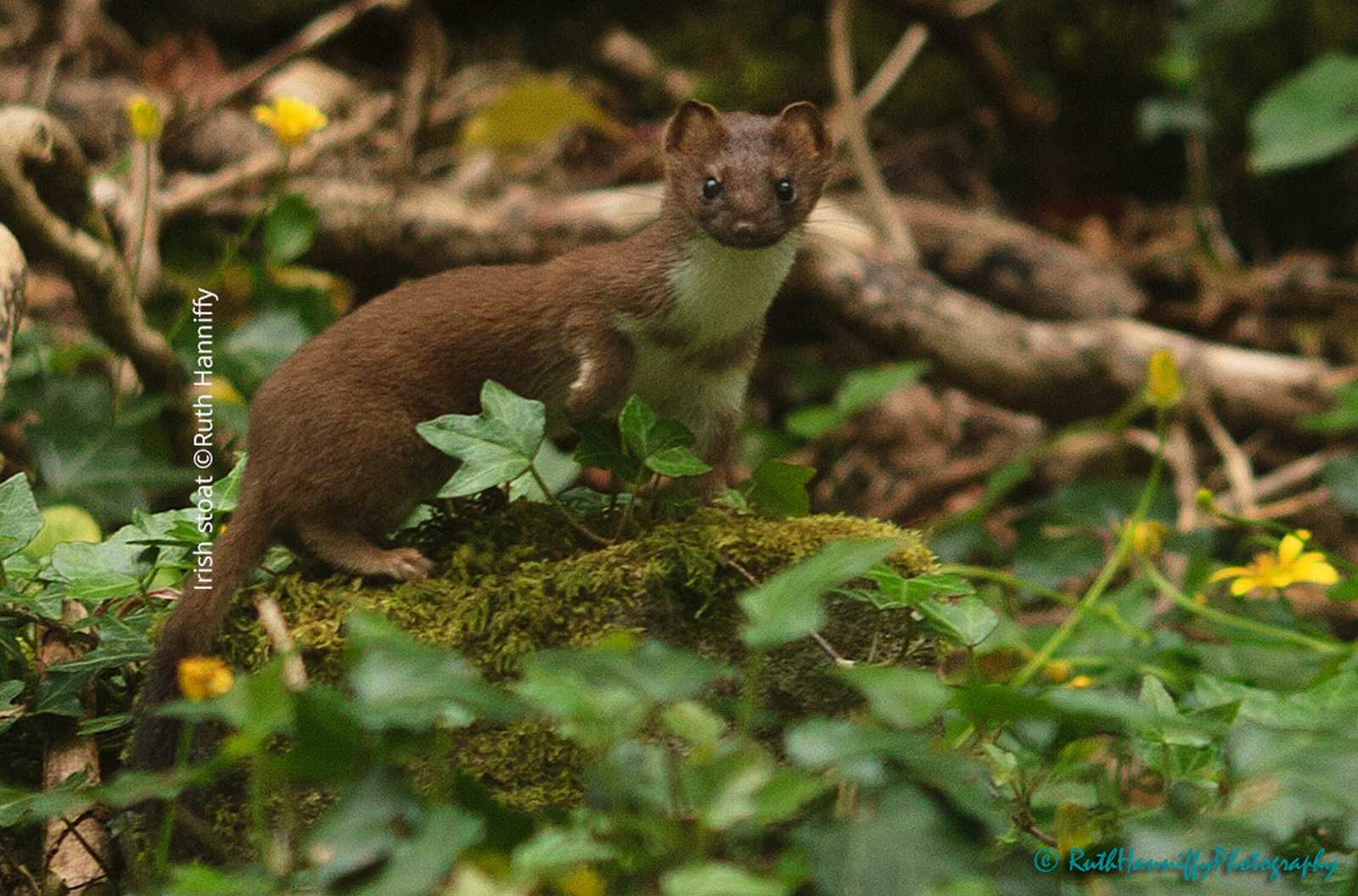Vincent Wildlife Trust | Irish Stoat