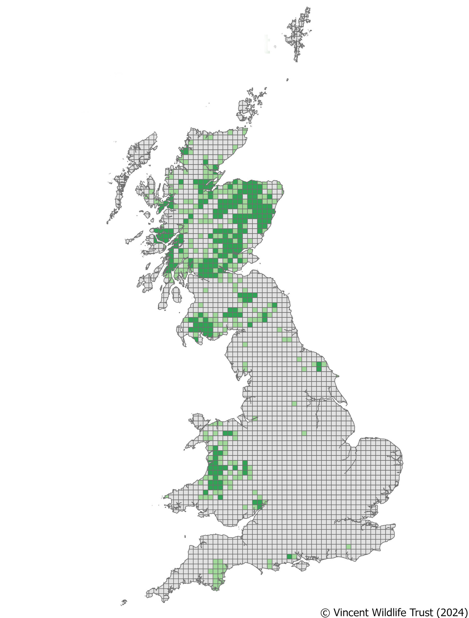 Vincent Wildlife Trust | Pine Marten