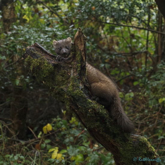 Vincent Wildlife Trust Ireland | O’Reilly, C. et al. (2021)…