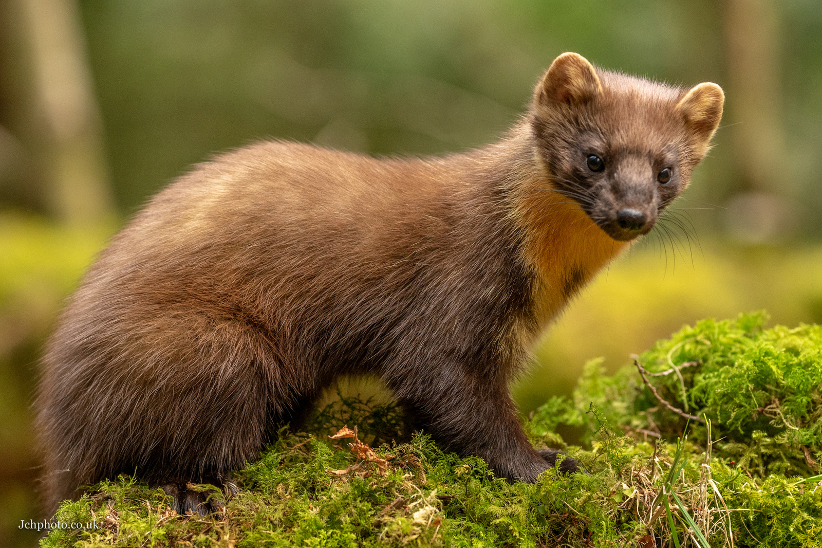 Vincent Wildlife Trust | Event — VWT's Principal Scientist,…