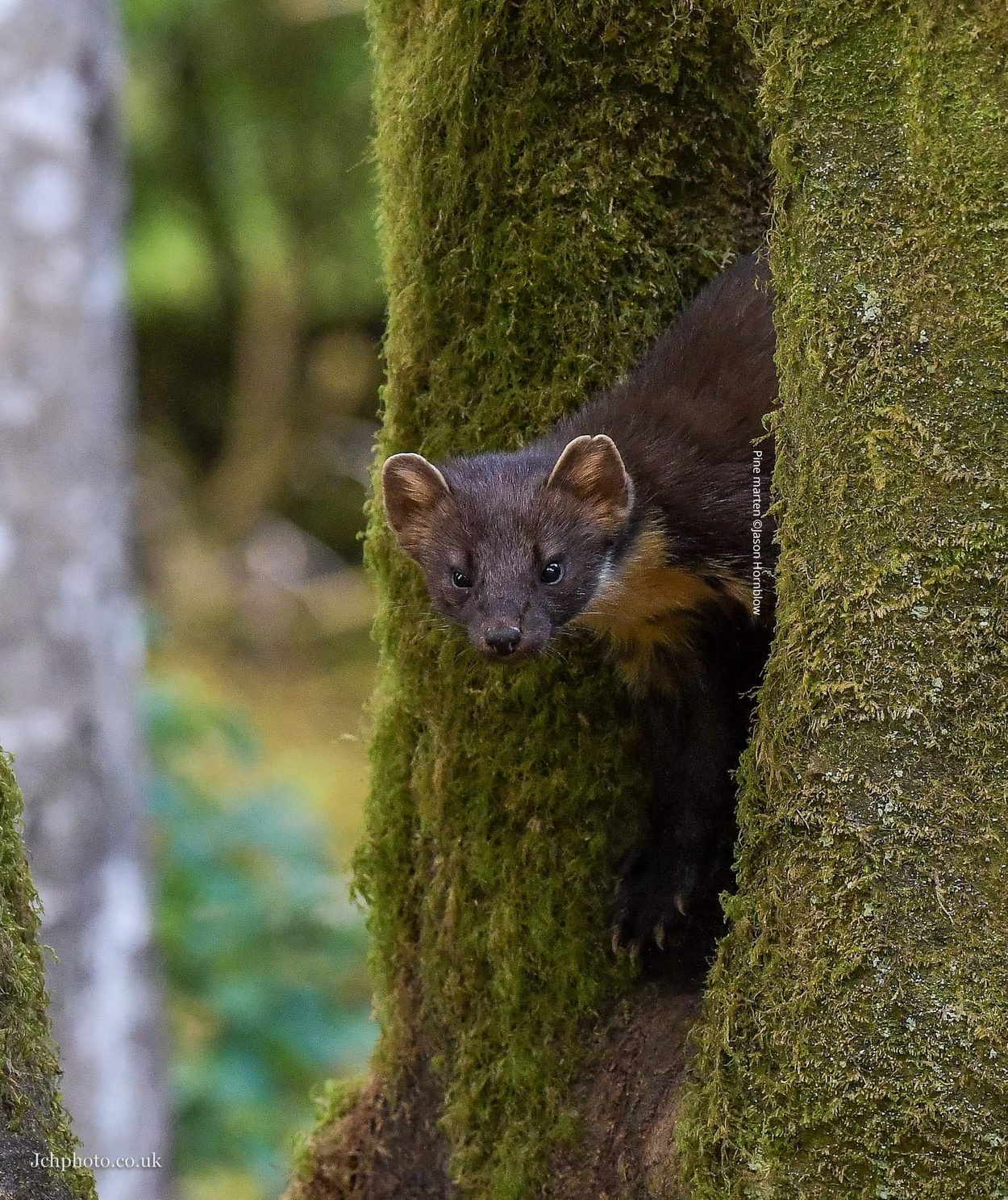 Vincent Wildlife Trust | Pine Marten