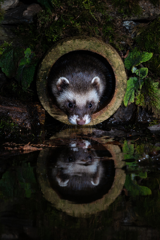 Vincent Wildlife Trust | Polecat
