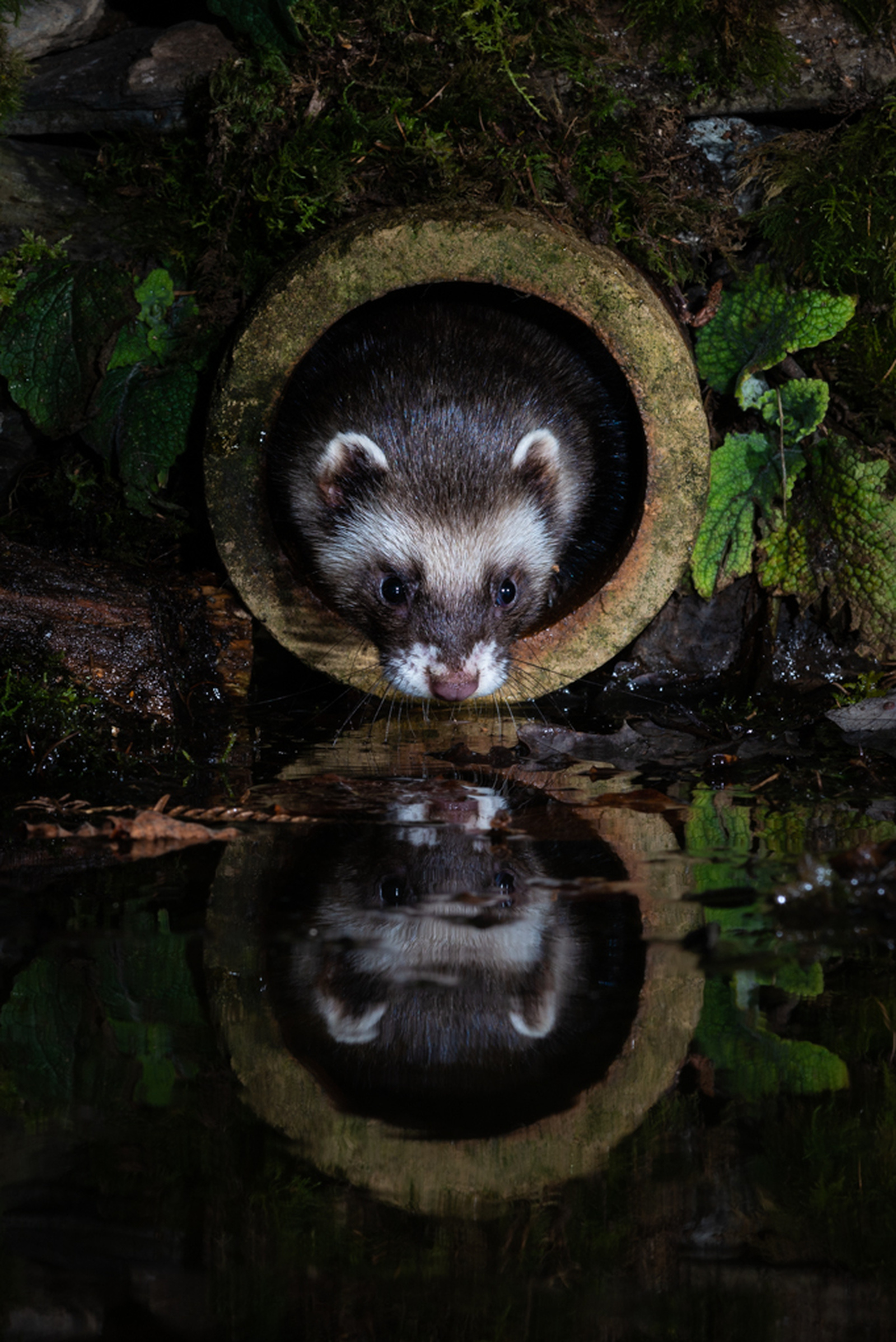 Vincent Wildlife Trust | Polecat