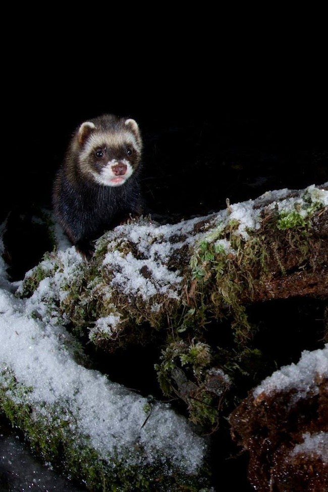 Vincent Wildlife Trust | Polecat