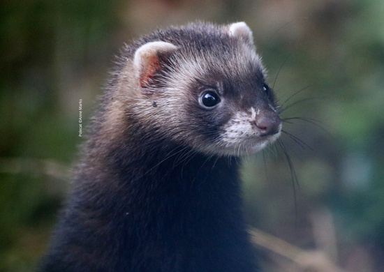 Vincent Wildlife Trust | Shore, R.F., Birks, J.D.S.,…