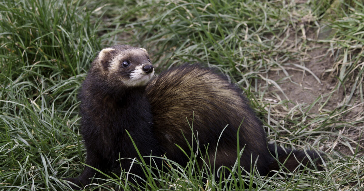 Vincent Wildlife Trust | The puzzle of polecats in Scotland