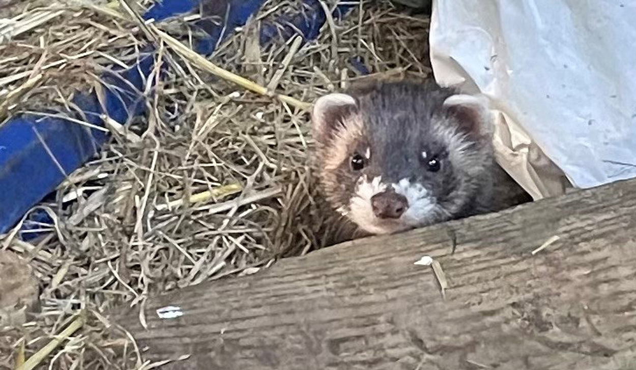 Vincent Wildlife Trust | National Polecat Survey 2024-2025…