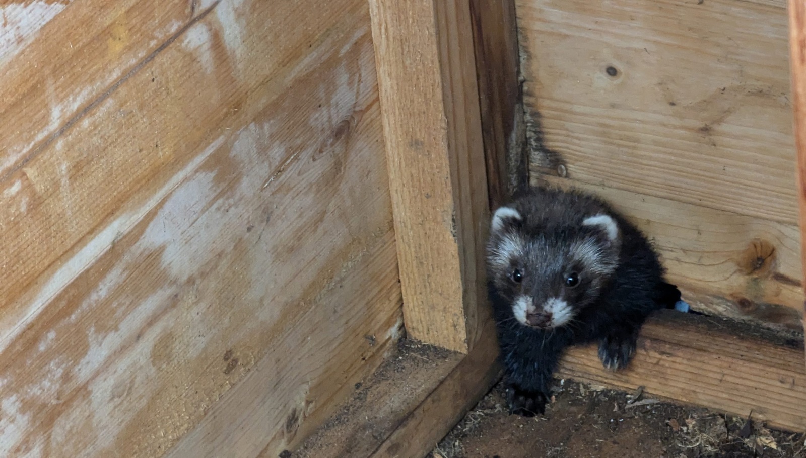 Vincent Wildlife Trust | National Polecat Survey 2024-2025…