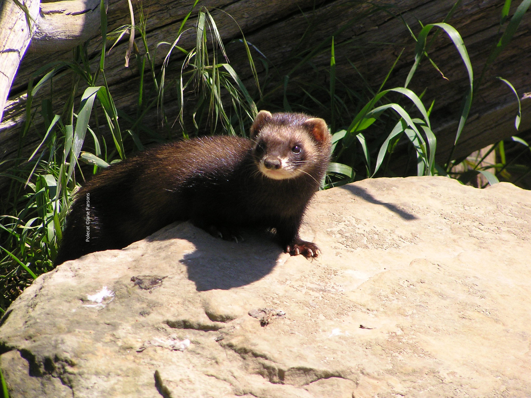 Vincent Wildlife Trust | Polecat