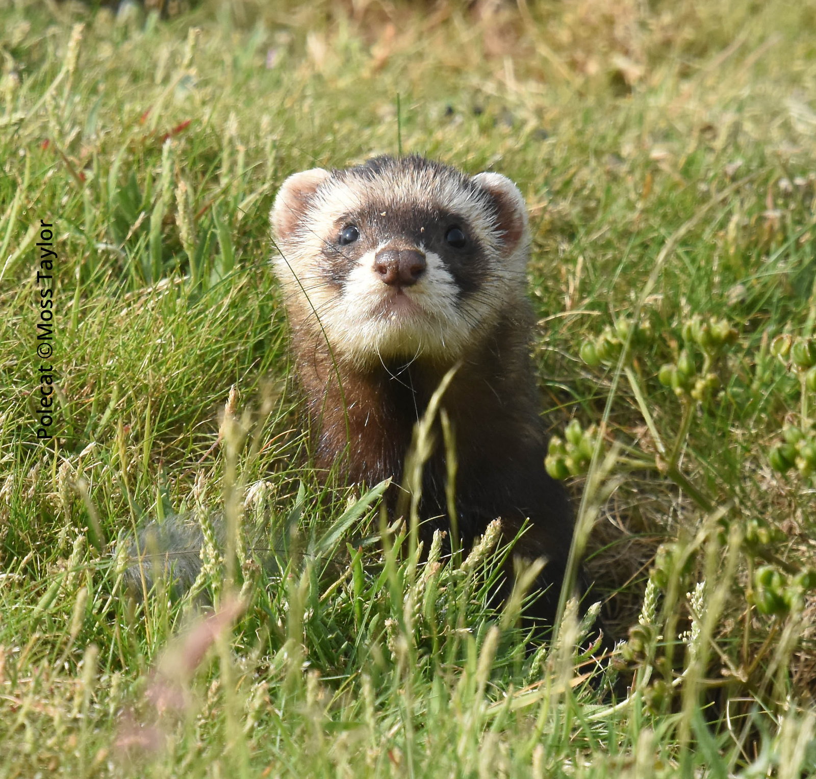 Vincent Wildlife Trust | National Polecat Survey (2024-2025)