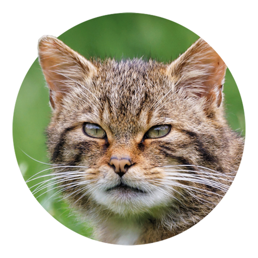 Vincent Wildlife Trust | Wildcat Project