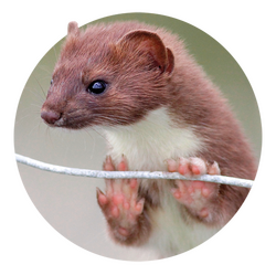 Vincent Wildlife Trust | Species we support