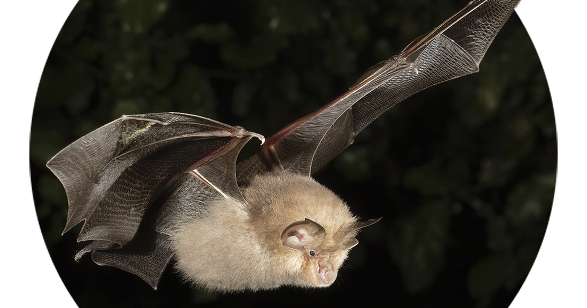 Vincent Wildlife Trust | Lesser Horseshoe Bat