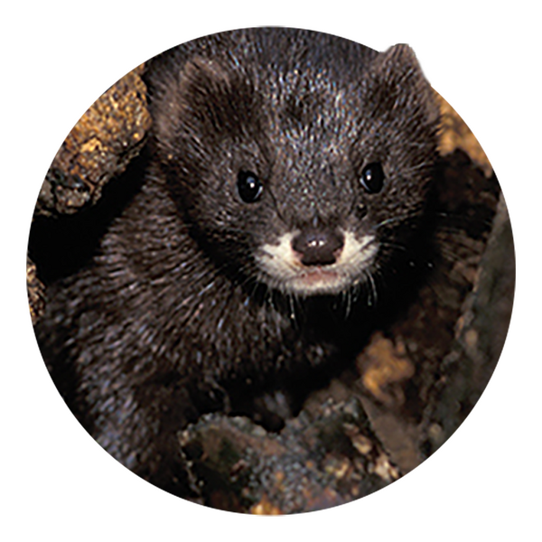 Vincent Wildlife Trust | Restoring European Mink to the…