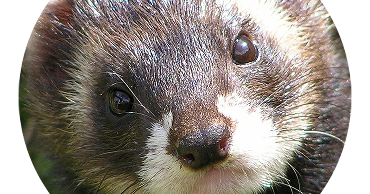 Vincent Wildlife Trust | Polecat